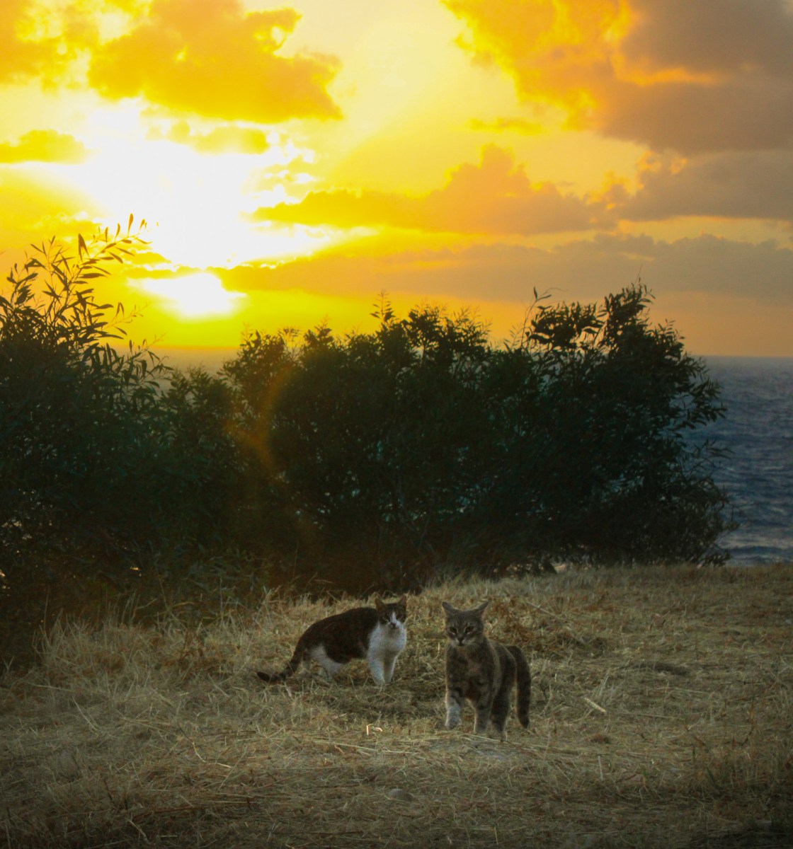 Photo of the day (Cats of Cyprus) | Scott's eLearning Library